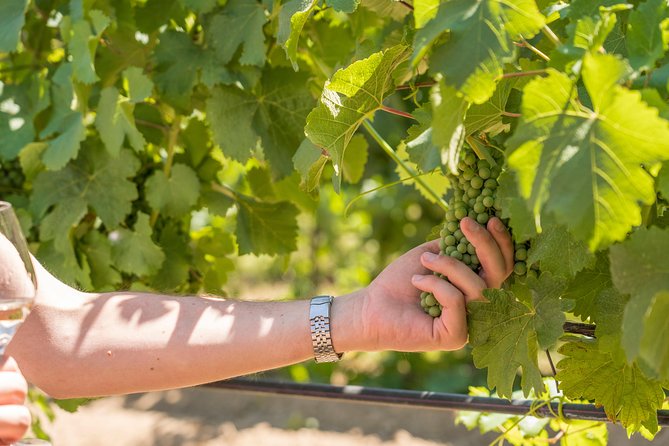 Cotes De Provence Wine Tour From Aix-En-Provence - Exploring the Côtes De Provence Region