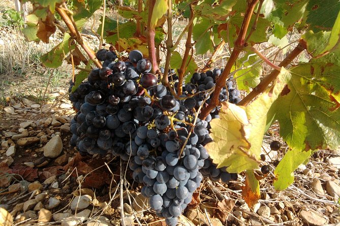 Cotes De Provence Wine Tour From Aix-En-Provence - What to Expect on the Tour