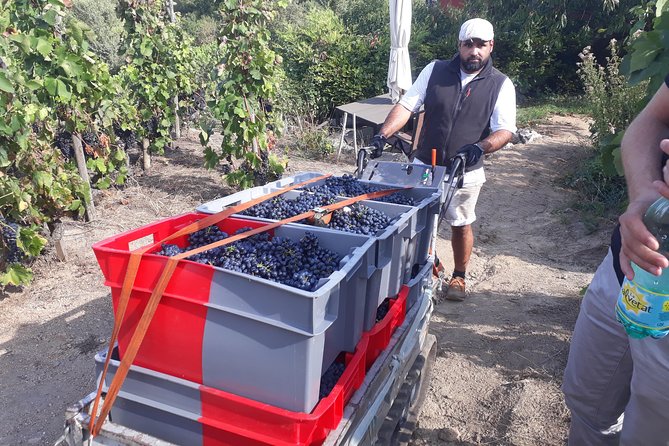 Cotes Du Rhone Wine Tour (9:00 Am to 5:15 Pm) - Small Group Tour From Lyon - Winery Tour and Wine Tasting Experience