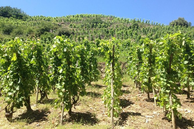 Cotes Du Rhone Wine Tour (9:00 Am to 5:15 Pm) - Small Group Tour From Lyon - Guide Oliviers Role in Enhancing the Tour Experience