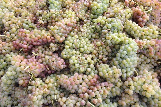 Cotes Du Rhone Wine Tour (9:00 Am to 5:15 Pm) - Small Group Tour From Lyon - Traveler Reviews and Recommendations