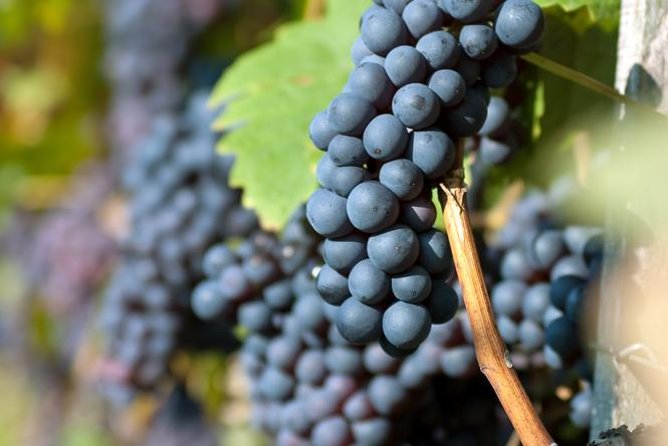 Countryside Half-day Wine Tour near Budapest with Meal and Pickup - Additional Details