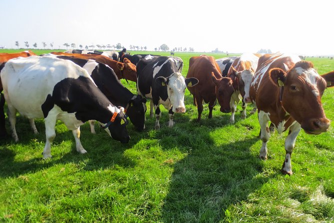 Countryside of Amsterdam Private tour - The Complete Breakdown of the Countryside Tour