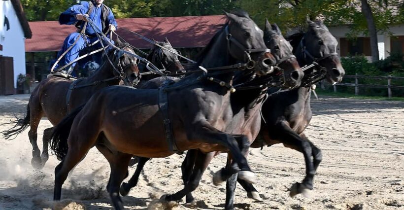 Countryside ranch, horse show & lunch - Key Points