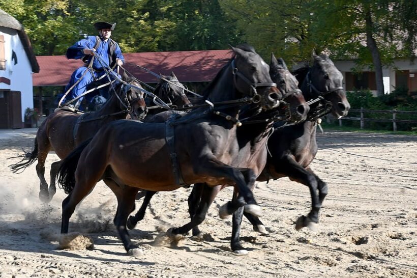 Countryside ranch, horse show & lunch - A Deep Dive into the Experience