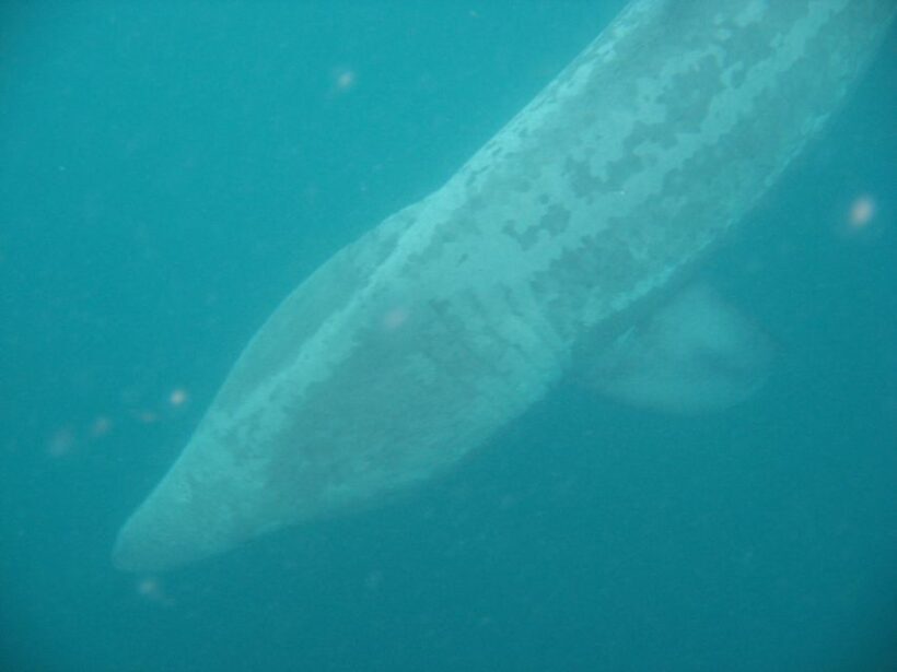 County Cork: Whale & Dolphin Watching Boat Trip - Who Will Love This Trip?