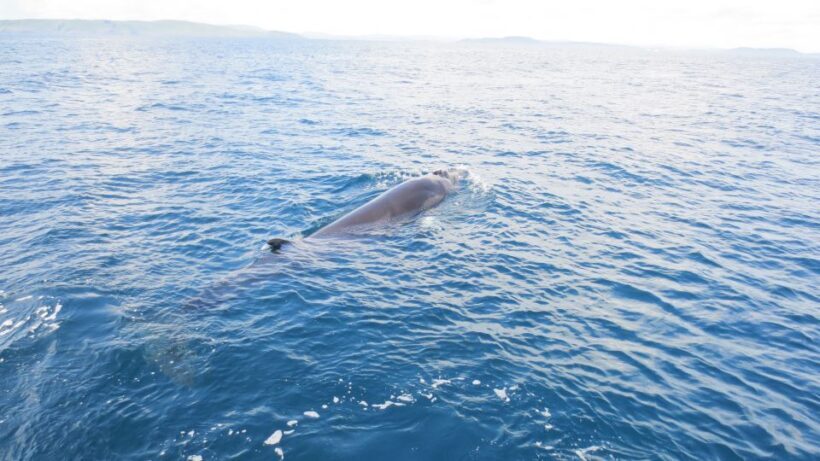 County Cork: Whale & Dolphin Watching Boat Trip - FAQ