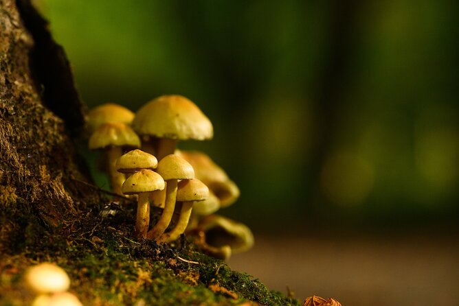 Courtown Woodland Guided Tour - Accessibility and Participation Details