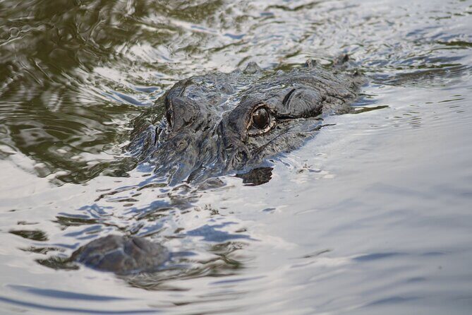 Covered Boat Swamp Tour with Transportation from New Orleans - Introducing the Covered Boat Swamp Tour with Transportation from New Orleans