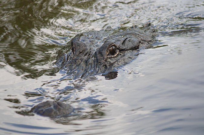 Covered Boat Swamp Tour with Transportation from New Orleans - Group Size and Booking