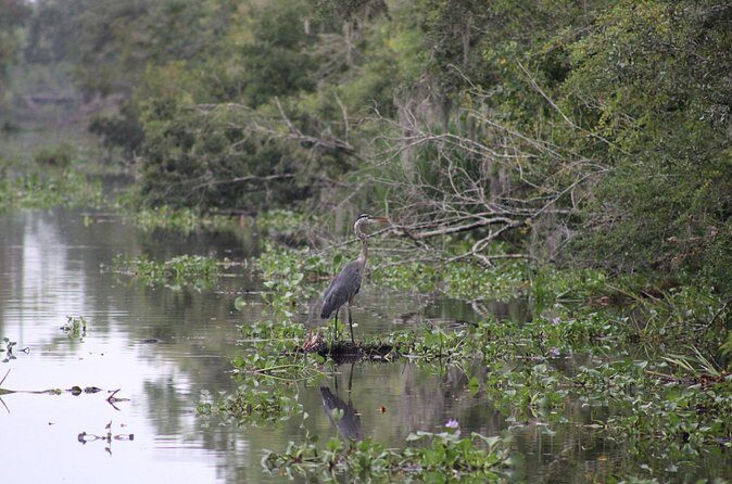 Covered Boat Swamp Tour with Transportation from New Orleans - Who Should Consider This Tour?