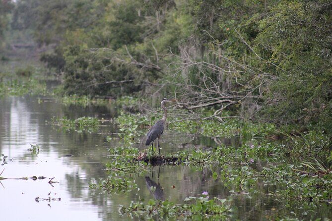 Covered Boat Swamp Tour with Transportation from New Orleans - The Sum Up: Is It Worth Your Time?