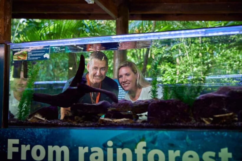 Cow Bay: Daintree Discovery Centre Entry Ticket - Exploring the Daintree Discovery Centre: A Practical Guide for Curious Travelers