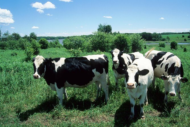 Cow Heaven: A Self-Guided Driving Tour from Point Reyes Seashore to Tomales - The Itinerary: A Detailed Look