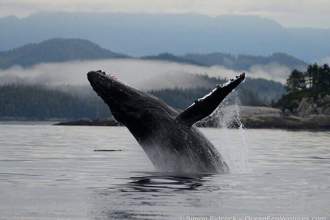 Cowichan Bay Half Day Whale & Wildlife Adventure - The Itinerary: What to Expect on Your Half-Day Adventure