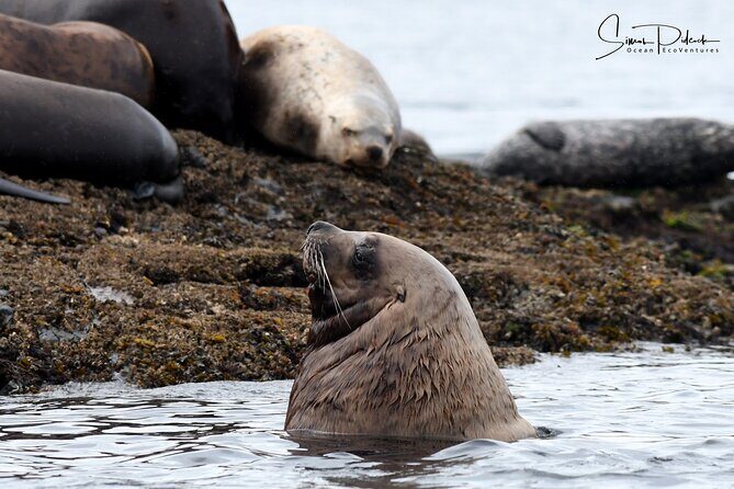 Cowichan Bay Half Day Whale & Wildlife Adventure - Price and Value: Is It Worth It?