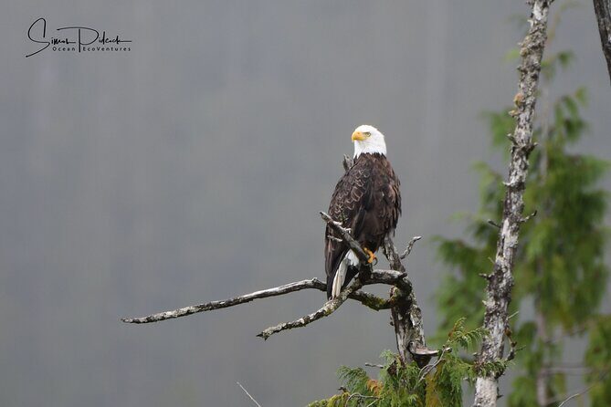 Cowichan Bay Half Day Whale & Wildlife Adventure - Authentic Experiences and Authentic Reviews