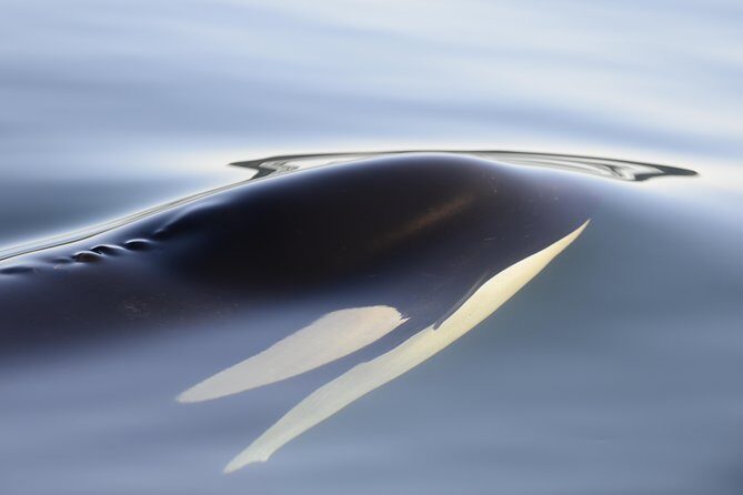 Cowichan Bay Half Day Whale & Wildlife Adventure - The Sum Up: Who Will Love This Tour?