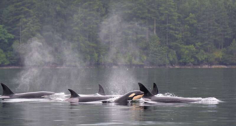Cowichan Bay: Half-Day Whale & Wildlife Adventure - The Experience Itself: A Play-by-Play
