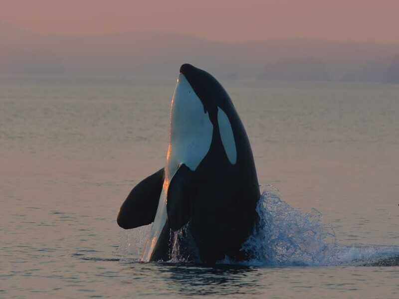 Cowichan Bay: Half-Day Whale & Wildlife Adventure - Authentic Encounters and Review Highlights