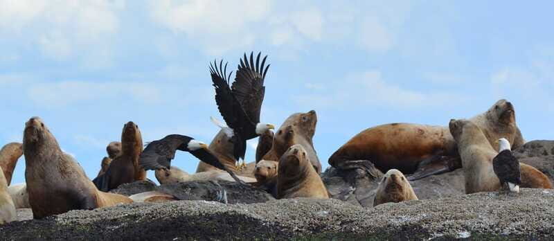 Cowichan Bay: Half-Day Whale & Wildlife Adventure - The Sum Up: Is It Worth It?