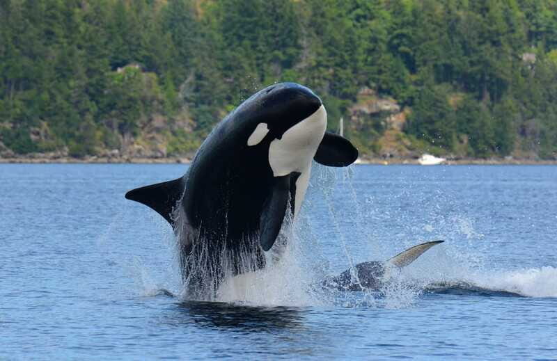 Cowichan Bay: Half-Day Whale & Wildlife Adventure - FAQ