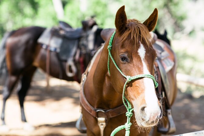 Cowpoke Ride: Adventurous Horseback Tour Just 9 MILES From Sedona - Exciting Experience for All Levels