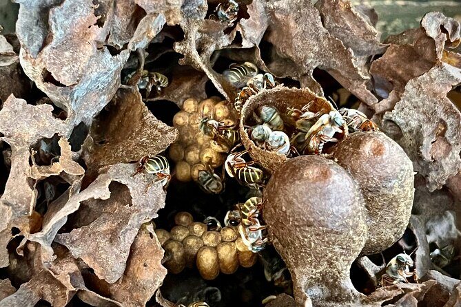 Cozumel: Bee Farm + Honey & Chocolate Tasting + Sightseeing - A Closer Look at the Tour Experience