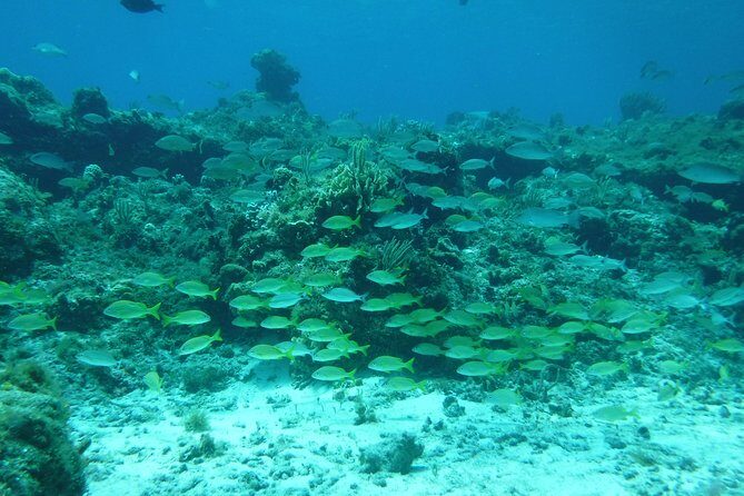 Cozumel Catamaran Snorkeling Tour & Lunch (Hotel Pick Up) - An In-Depth Look at the Itinerary and Experience