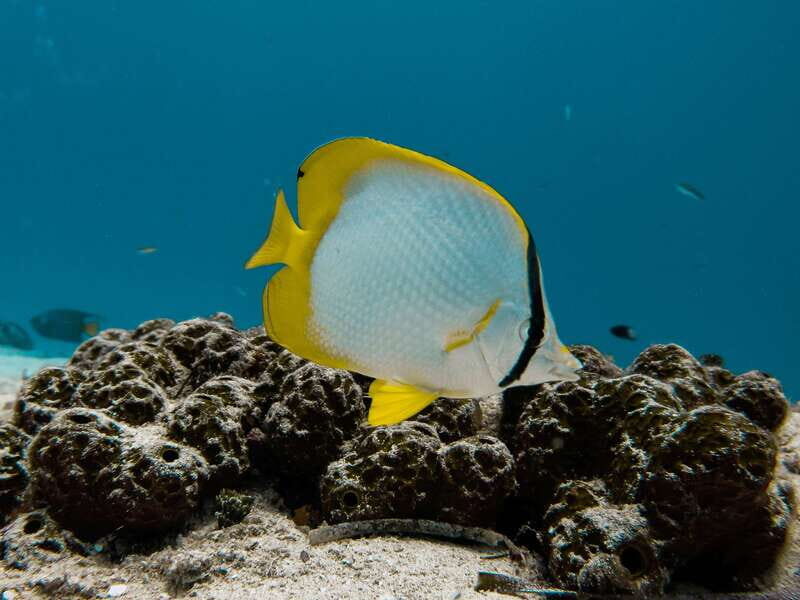 Cozumel: Chankanaab Park Admission+ Snorkel+ Welcome drink - What This Tour Means for You
