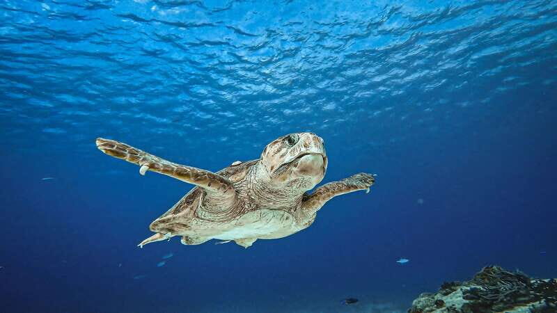 Cozumel: Discover Scuba Diving for Non-Certified Divers - FAQ: Common Questions About the Cozumel Discover Scuba Tour