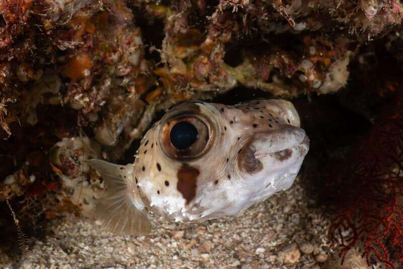 Cozumel Discover Scuba Diving from boat - Key Points