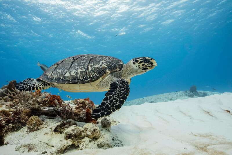 Cozumel Discover Scuba Diving from boat - What to Expect on Your Cozumel Discover Scuba Tour