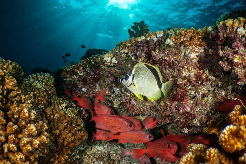 Cozumel Discover Scuba Diving from boat - Authentic Experiences