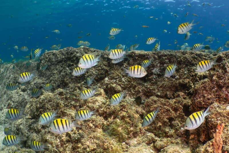 Cozumel Discover Scuba Diving from boat - The Sum Up