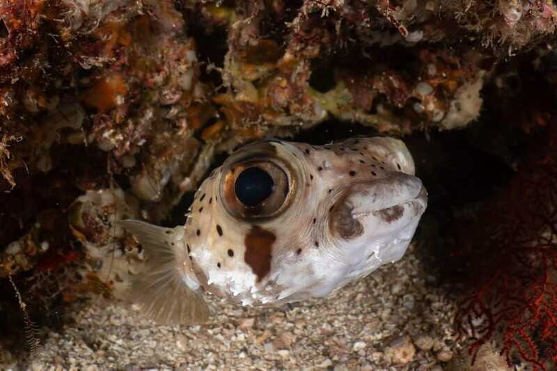 Cozumel Discover Scuba Diving from boat - FAQ