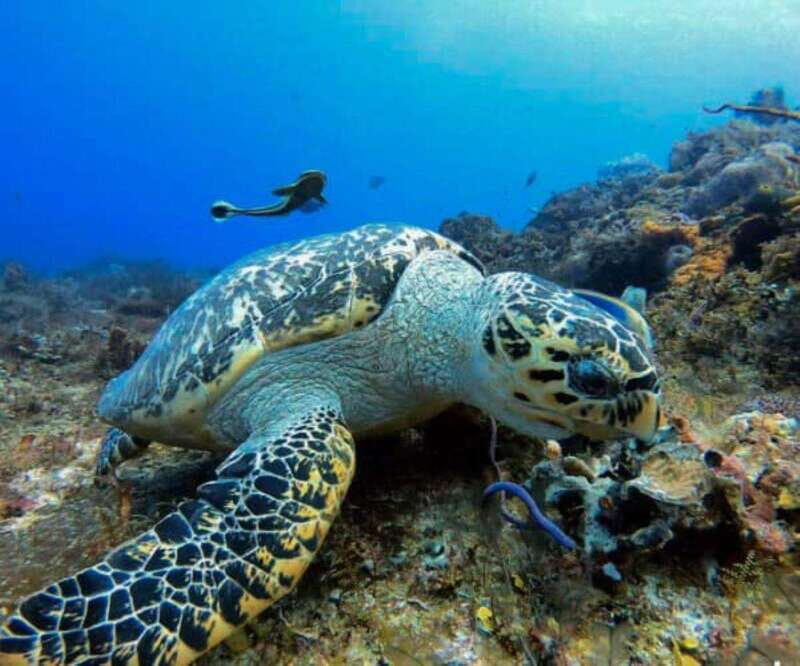 Cozumel: Discover Scuba Diving - The Experience in Action