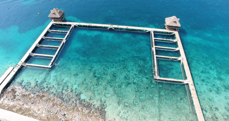 Cozumel: Dolphin Royal Swim and Manatee Interaction - An In-Depth Look at the Dolphin Royal Swim and Manatee Interaction Tour