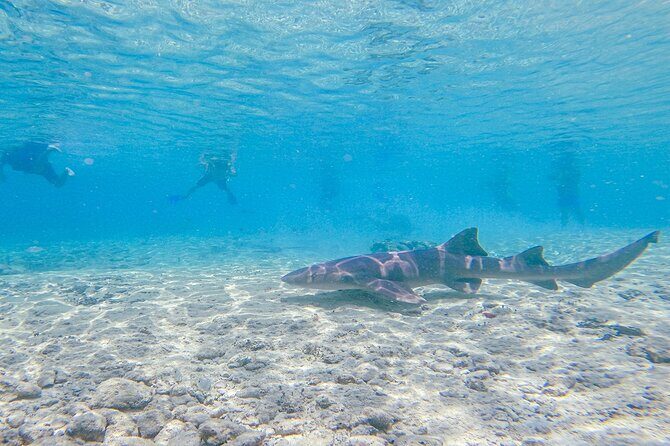Cozumel Drive, Splash & Beach - An In-Depth Look at the Cozumel Drive, Splash & Beach Tour