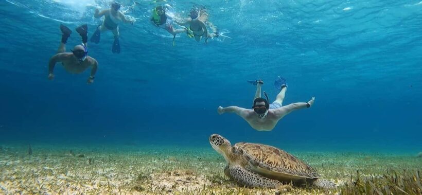 Cozumel, El Cielo: 4-Hour Shared Snorkeling Tour - Key Points
