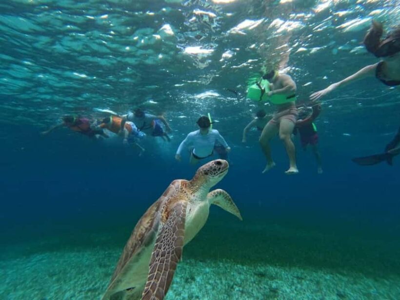 Cozumel, El Cielo: 4-Hour Shared Snorkeling Tour - A Detailed Look at the Tour Experience