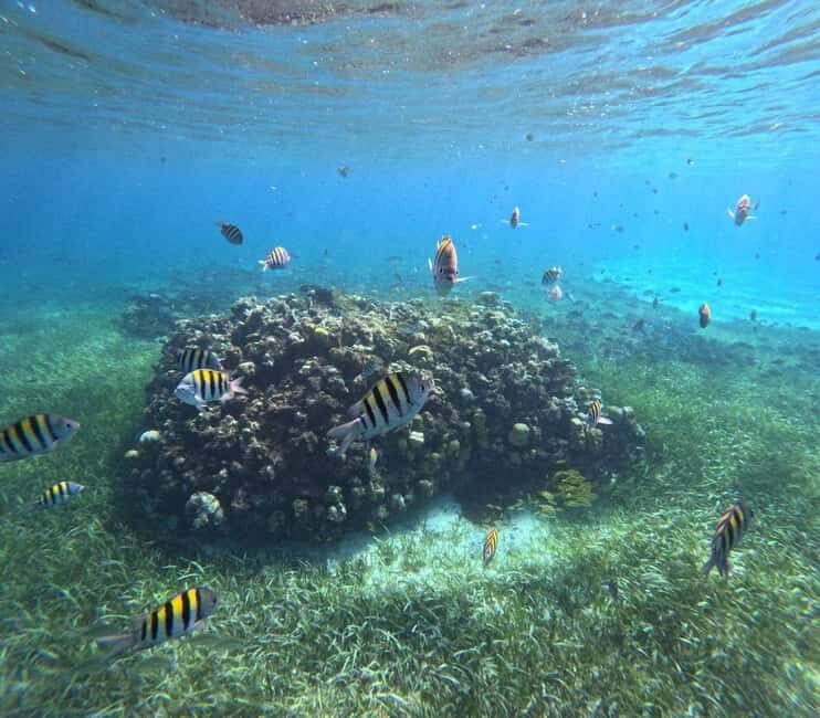 Cozumel, El Cielo: 4-Hour Shared Snorkeling Tour - Final Thoughts: Is It Worth It?