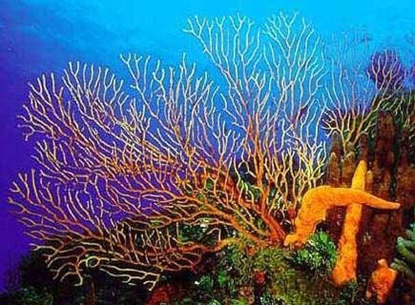 Cozumel El Cielo All Inclusive Tour from Cancun - Key Points