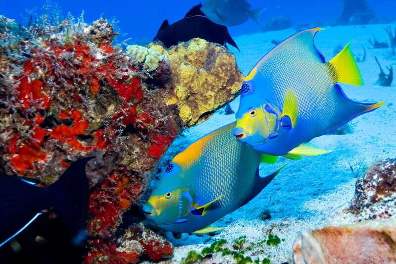 Cozumel: El Cielo & Palancar Snorkel with Open Bar & Ceviche - The Sum Up