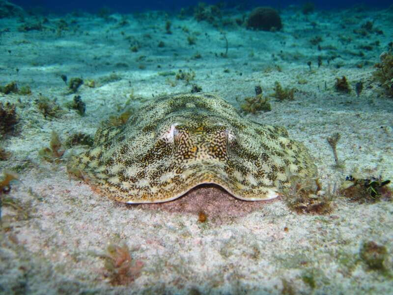 Cozumel: El Cielo & Palancar Snorkel with Open Bar & Ceviche - FAQ
