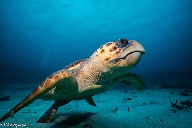 Cozumel Express 2-Tank Dives from Playa del Carmen/ Only for Certified Divers - The Itinerary: From Playa del Carmen to the Reef