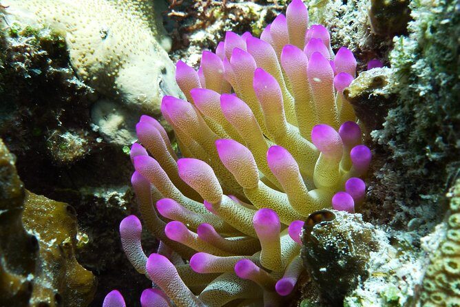 Cozumel Express 2-Tank Dives from Playa del Carmen/ Only for Certified Divers - Practical Tips for Participants
