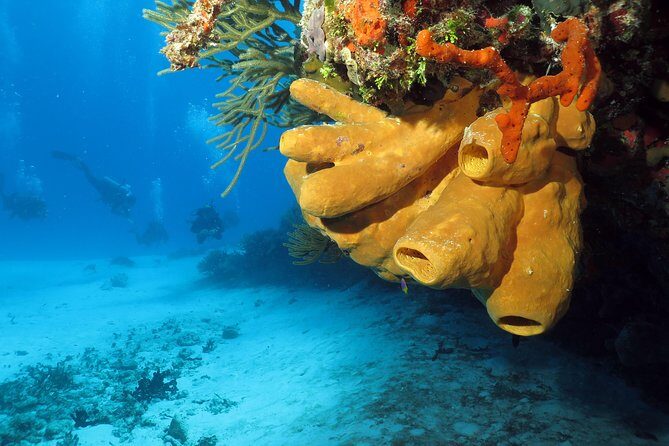 Cozumel Express 2-Tank Dives from Playa del Carmen/ Only for Certified Divers - Final Thoughts: Is This Tour Worth It?