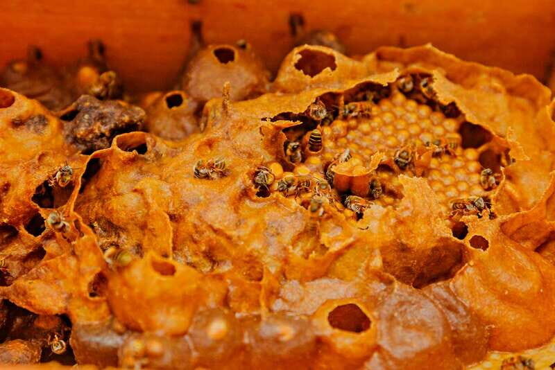 Cozumel: General Entrance to Mayan Bee Sanctuary - Practical Details and Value