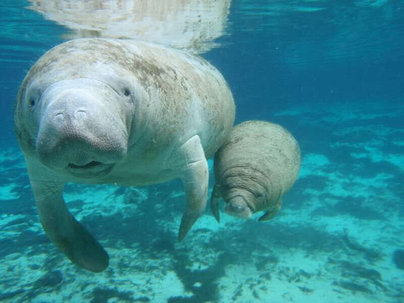 Cozumel: Manatee Encounter, Chankanaab Admission and Buffet - Who Will Benefit Most?